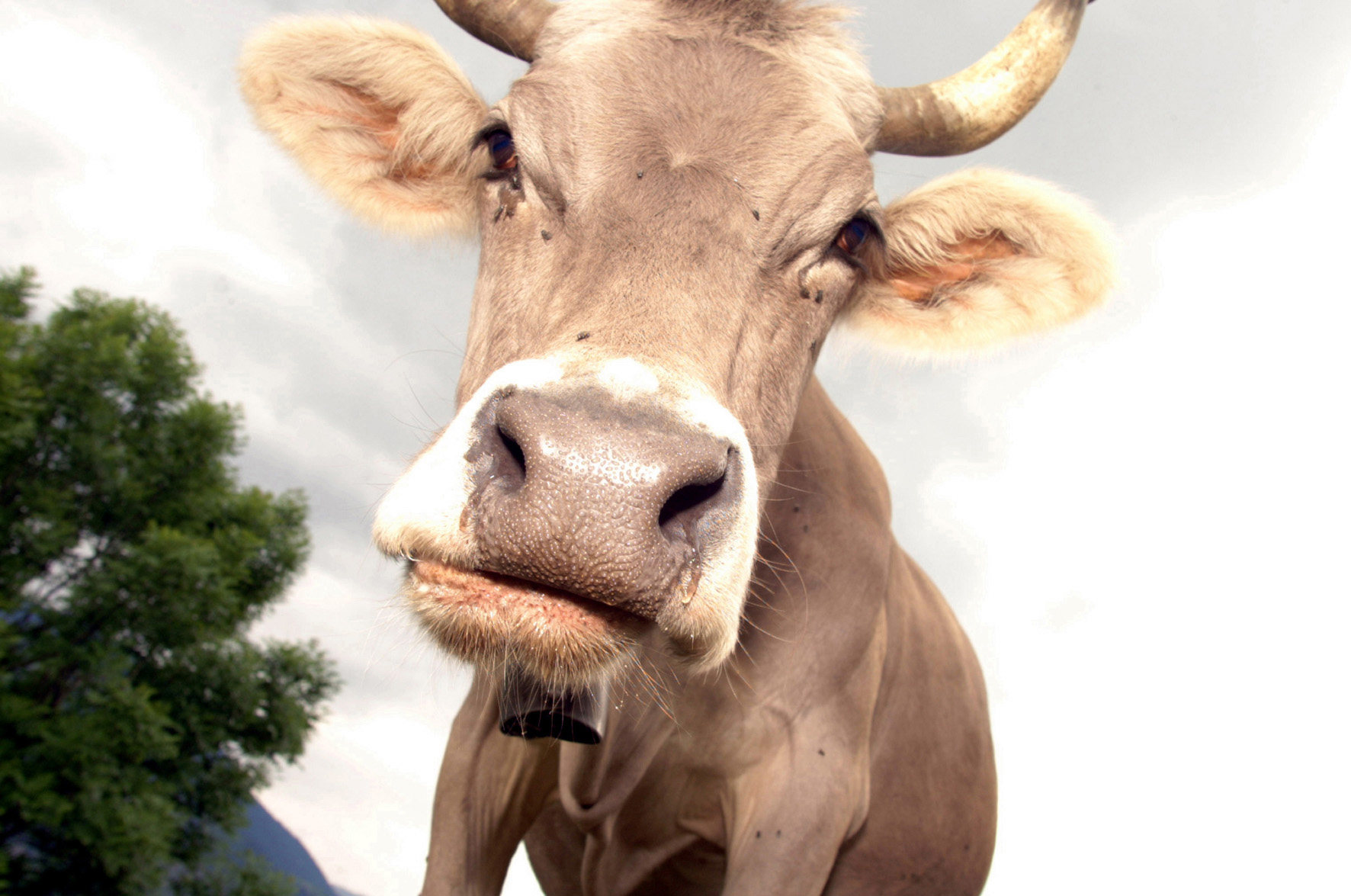 NEW SYLLABUS FOR VET EDUCATION LMD NEW SYLLABUS FOR VET EDUCATION LMD