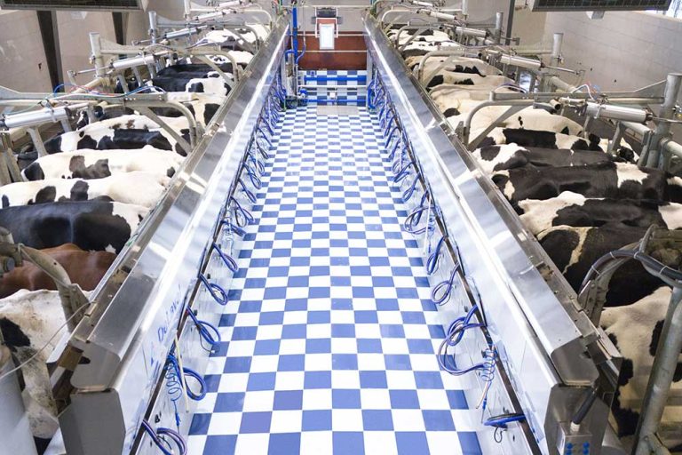 AMBEWELA DAIRY PRODUCTS - LMD