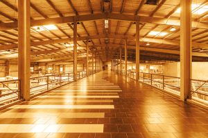 LION BREWERY (CEYLON) - LMD